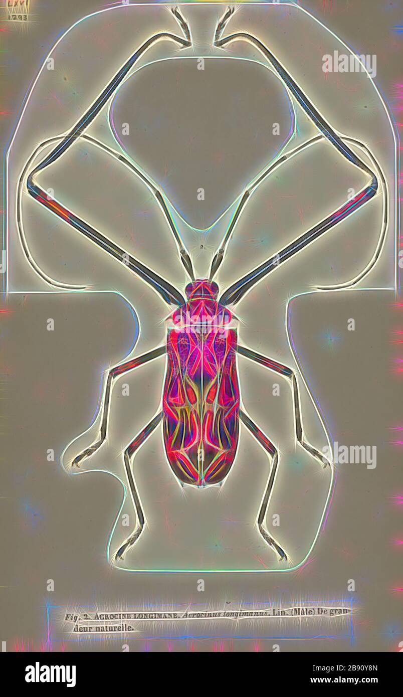 Macropus, Print, Macropus is a marsupial genus in the family ...