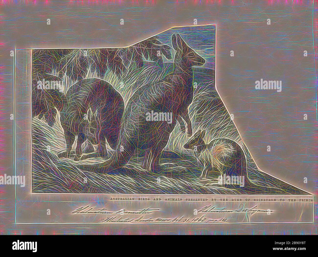 Macropus derbyanus hi-res stock photography and images - Alamy