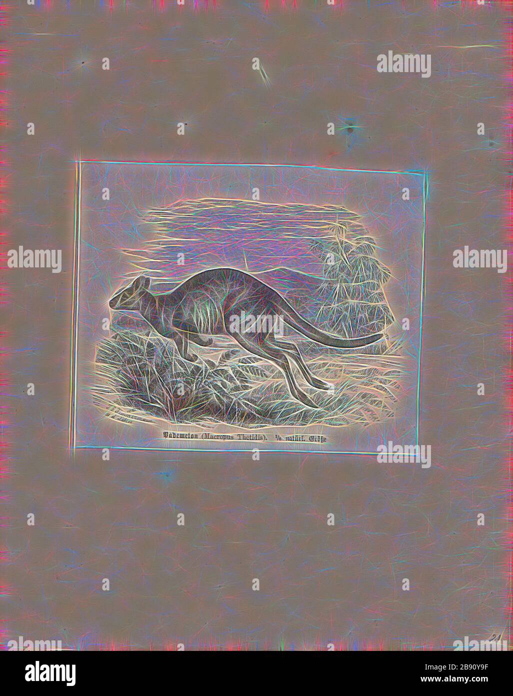 Macropus thetidis, Print, Macropus is a marsupial genus in the family ...