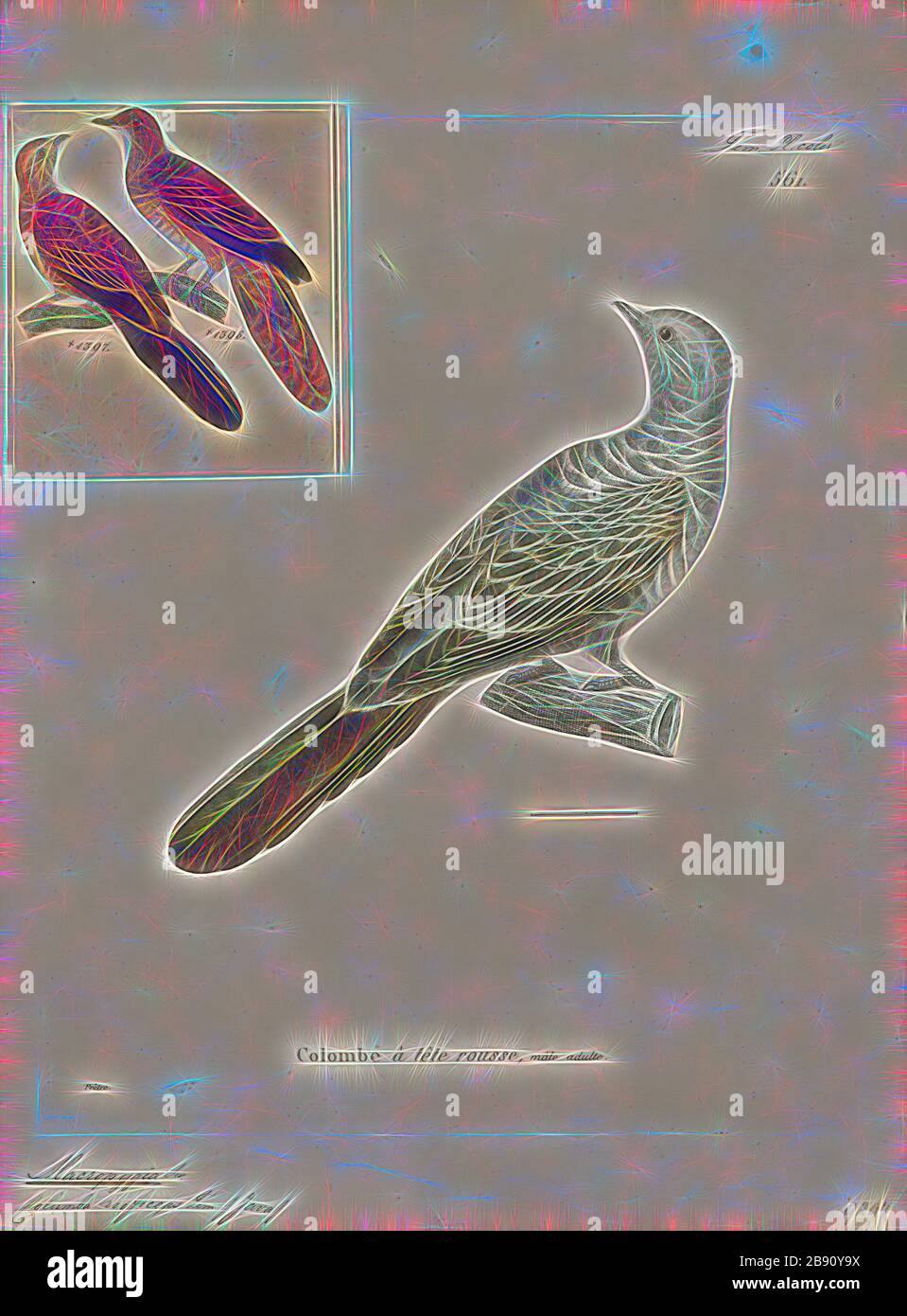 Least concern species by the international union for conservation of ...