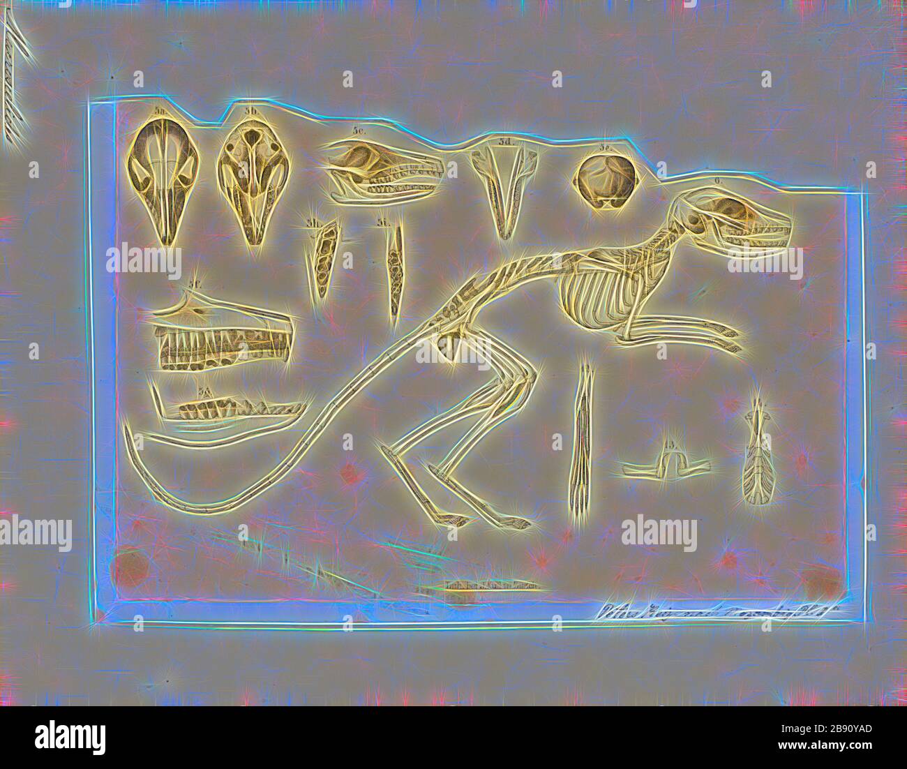 Round eared hi-res stock photography and images - Alamy