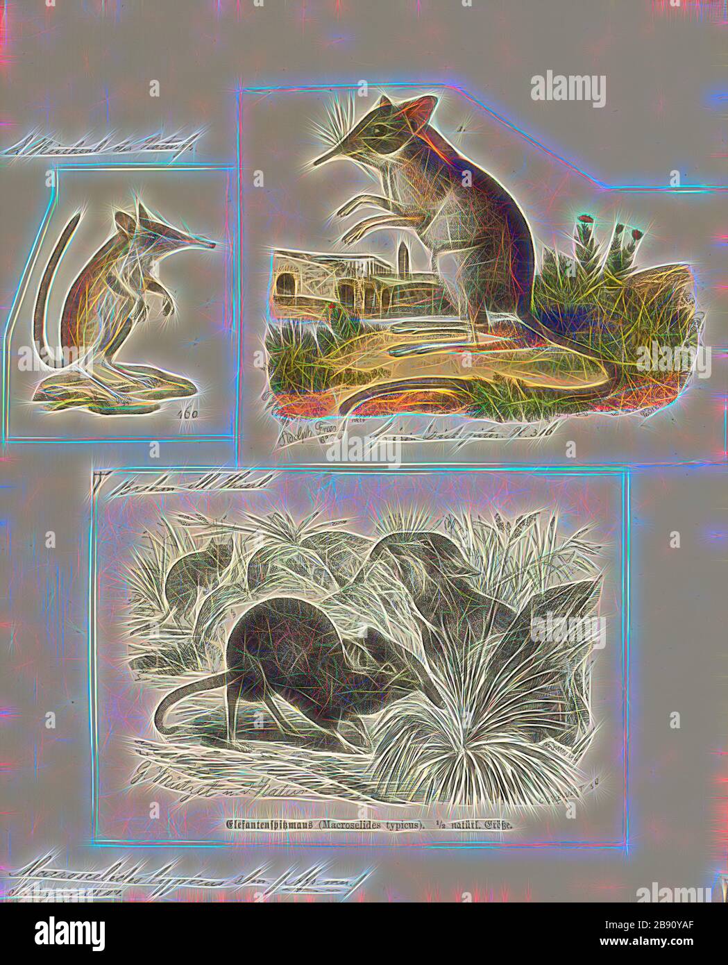 Round eared hi-res stock photography and images - Alamy