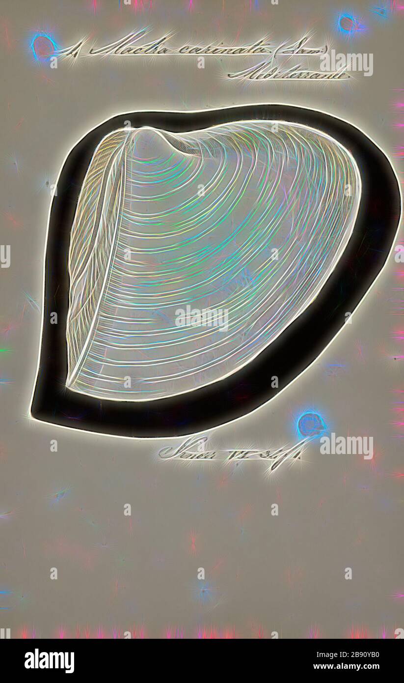 Mactra carinata, Print, Mactra is a genus of medium-sized marine ...