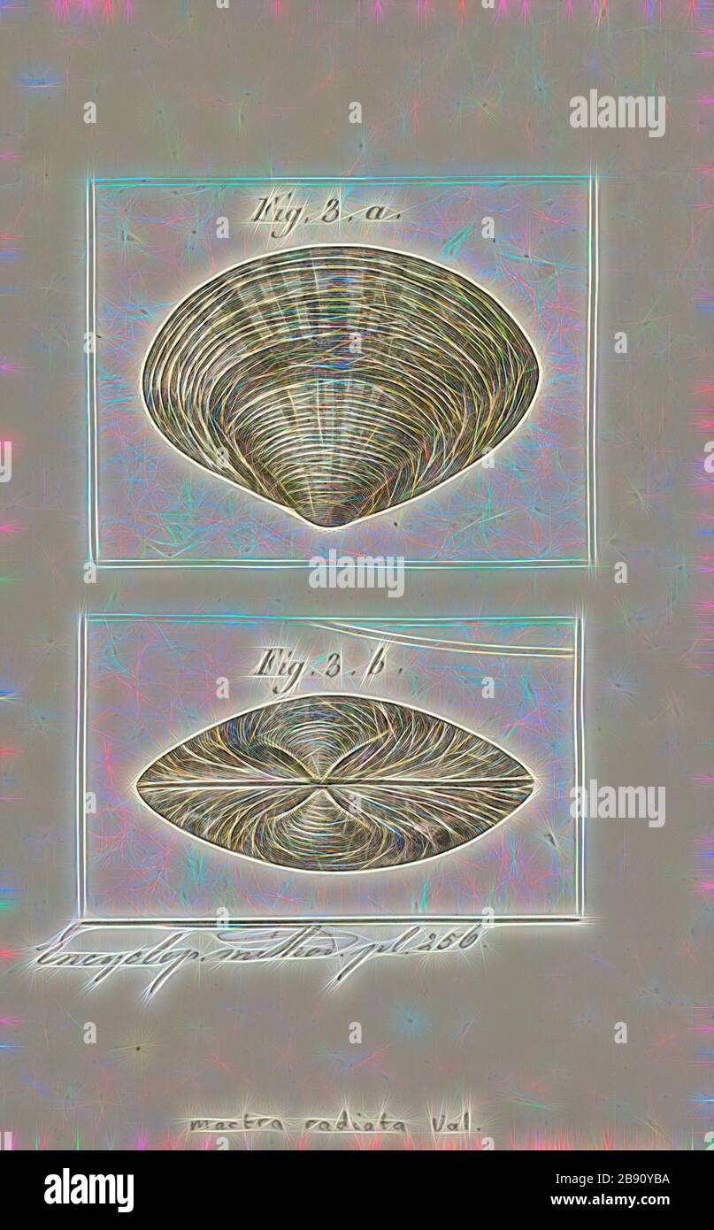 Mactra radiata hi-res stock photography and images - Alamy