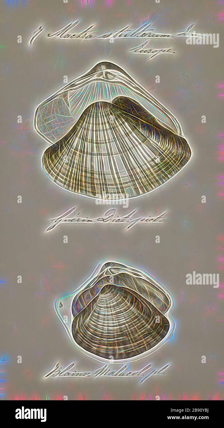 Mactra clam hi-res stock photography and images - Alamy