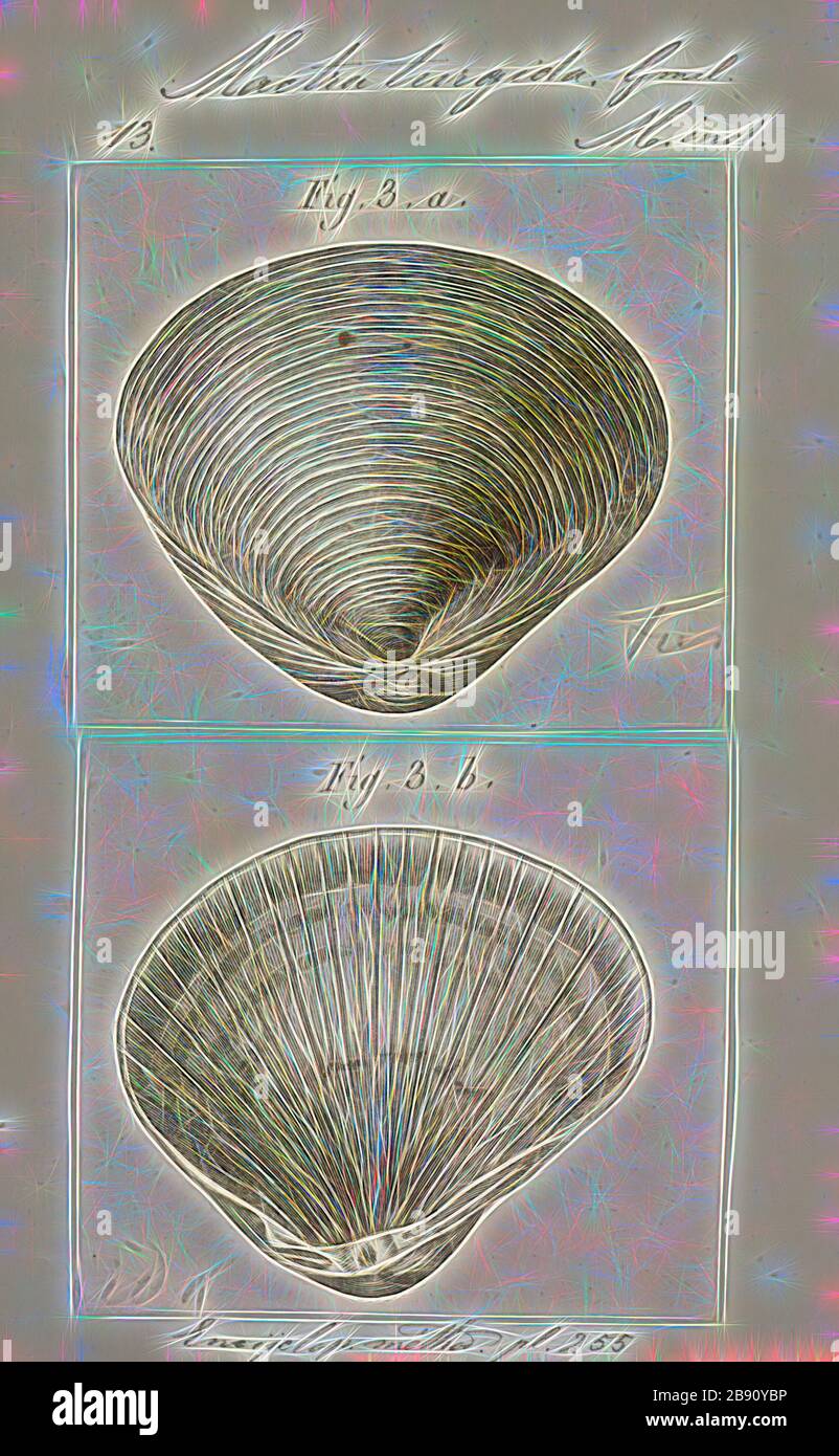 Mactra turgida, Print, Mactra is a genus of medium-sized marine bivalve ...