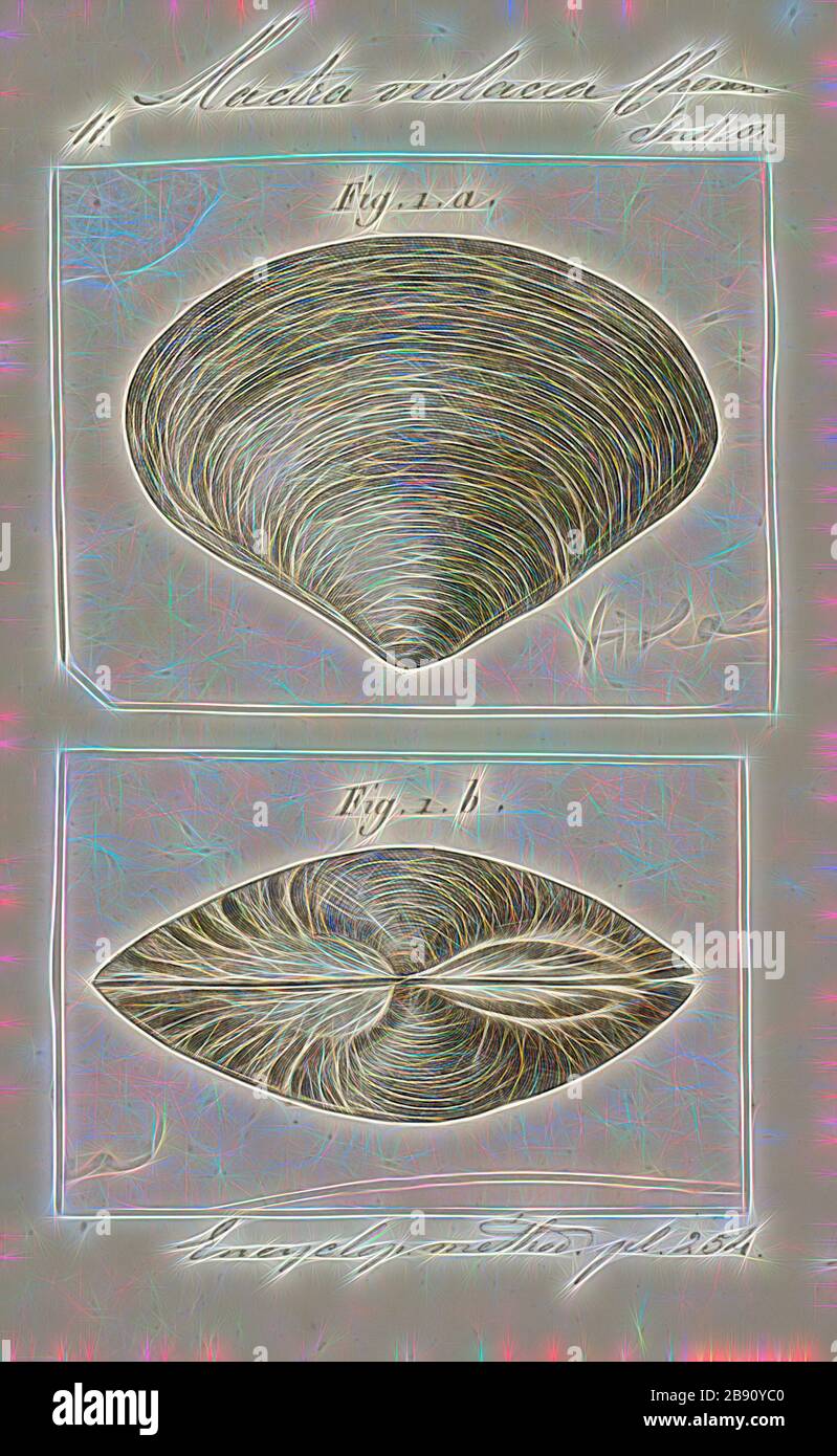 Mactra violacea hi-res stock photography and images - Alamy