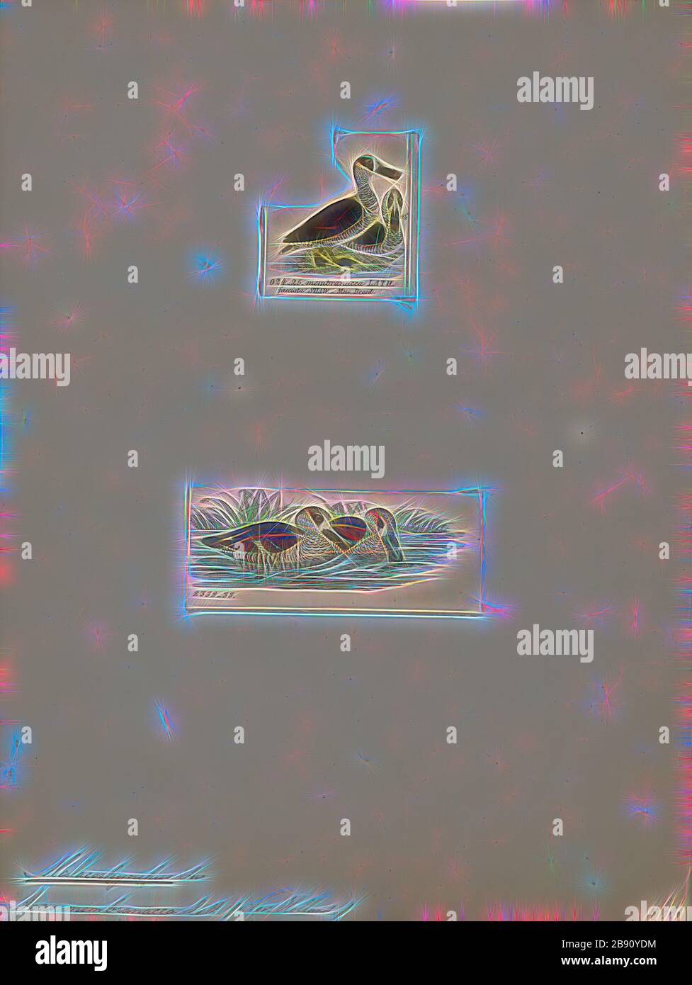 Zebra duck hi-res stock photography and images - Alamy