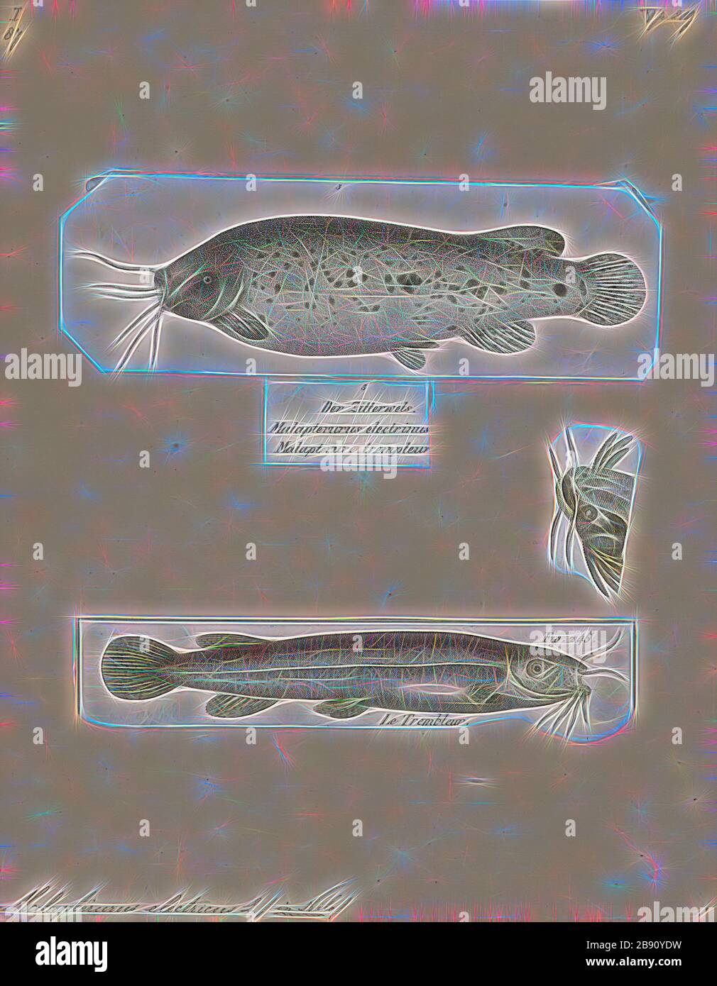 Malapterurus electricus, Print, Malapterurus electricus is a species of ...