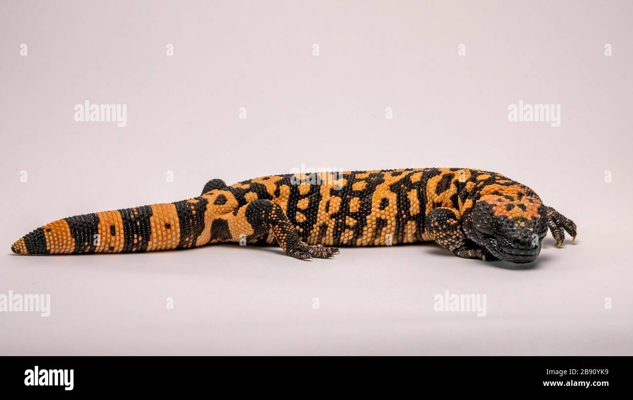 Gila monster hi-res stock photography and images - Alamy