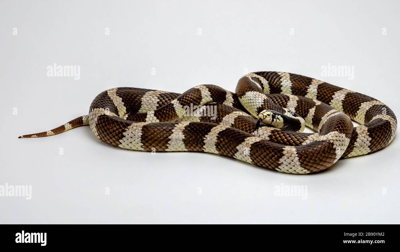Eastern Kingsnake or Common Kingsnake Isolated on a White Background ...