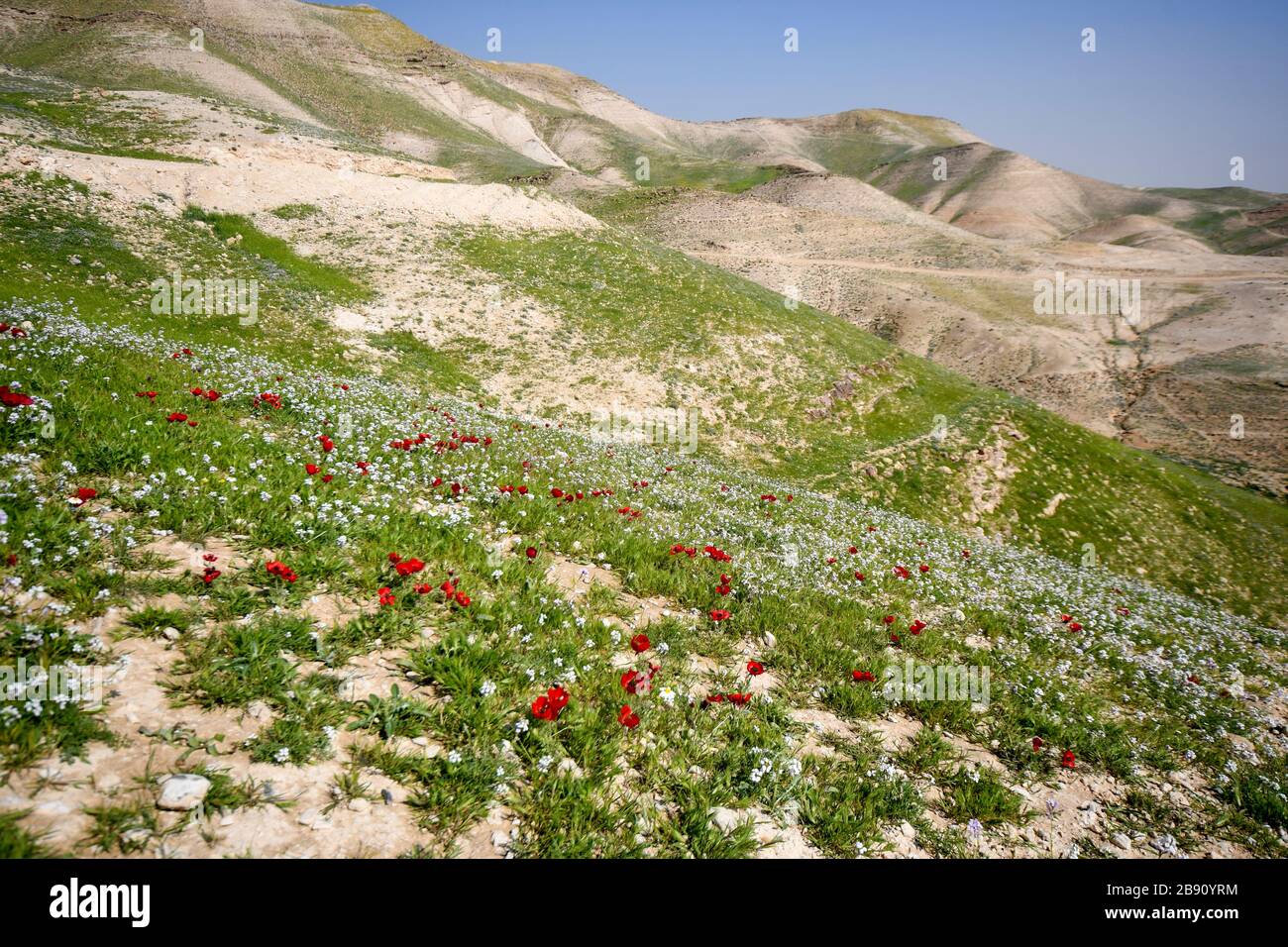 After a rare rainy season in the Negev Desert, Israel, an abundance of ...