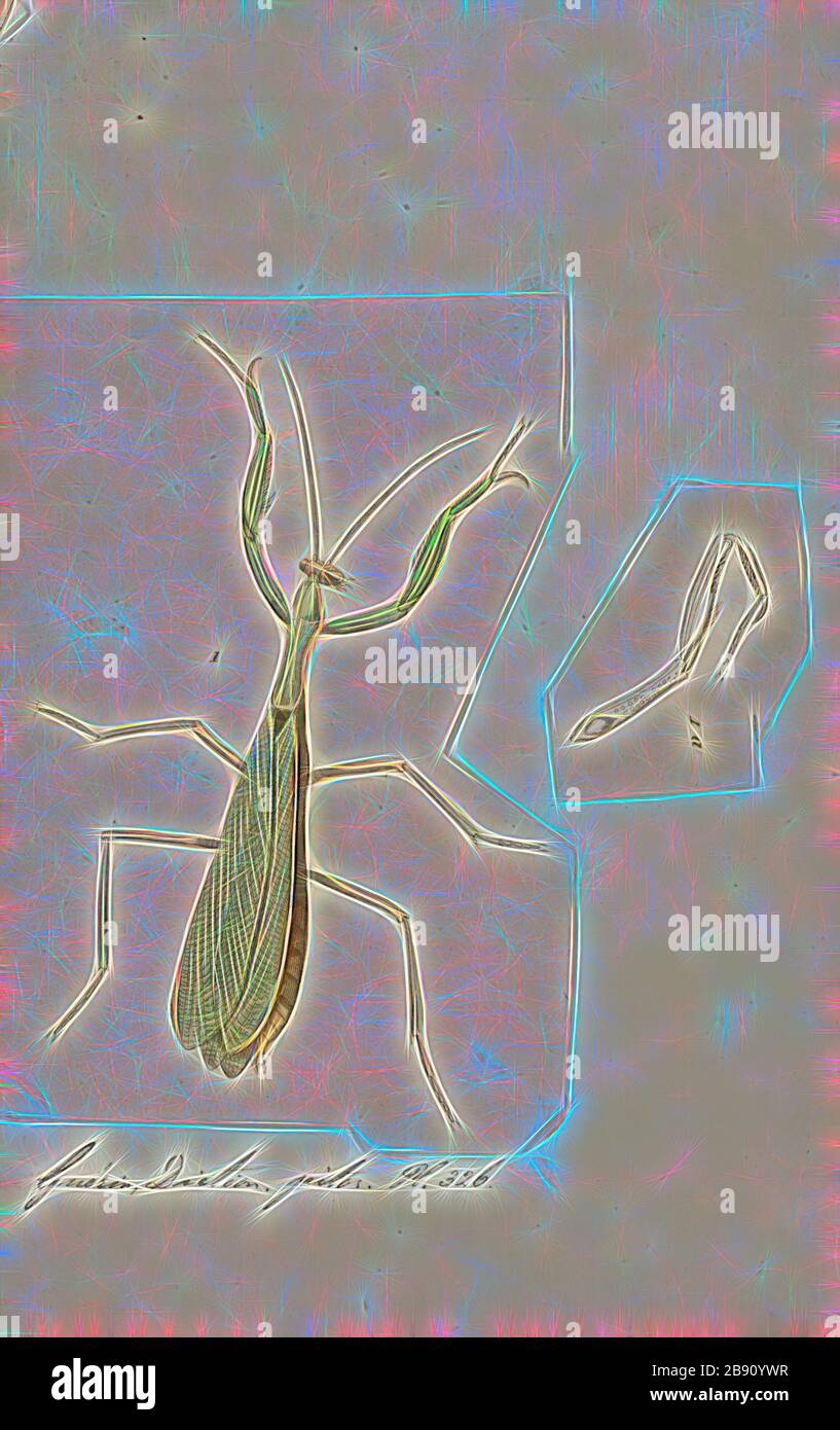 Mantis, Print, Mantises are an order (Mantodea) of insects that ...