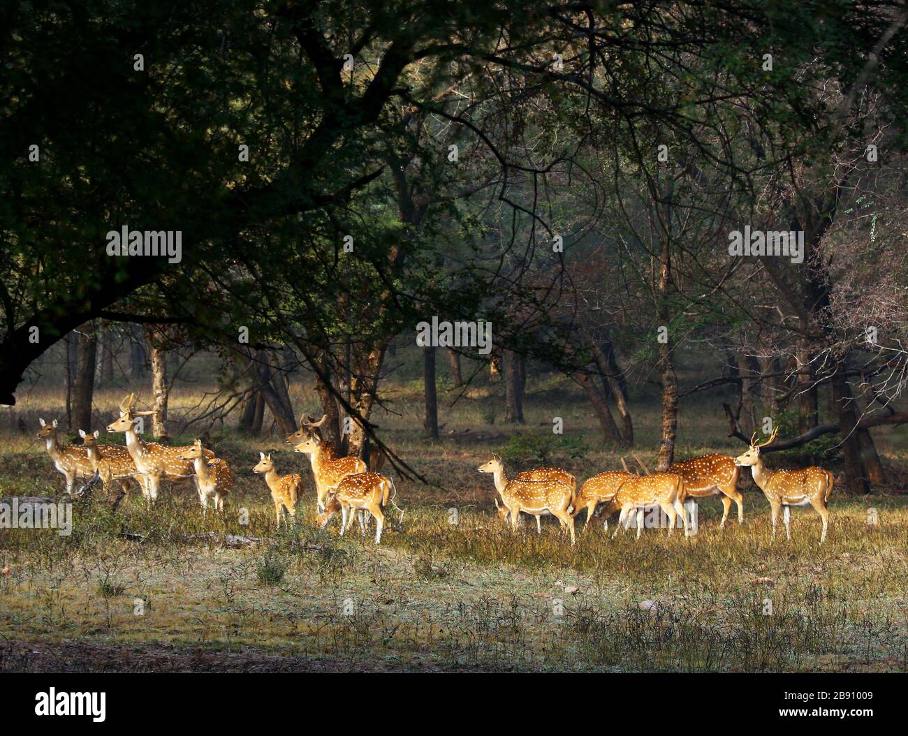 Large deer species hi-res stock photography and images - Alamy