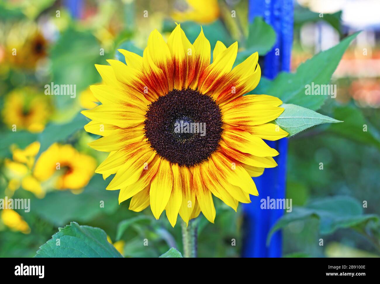 blooming yellow sunflower - Helios flower Stock Photo - Alamy