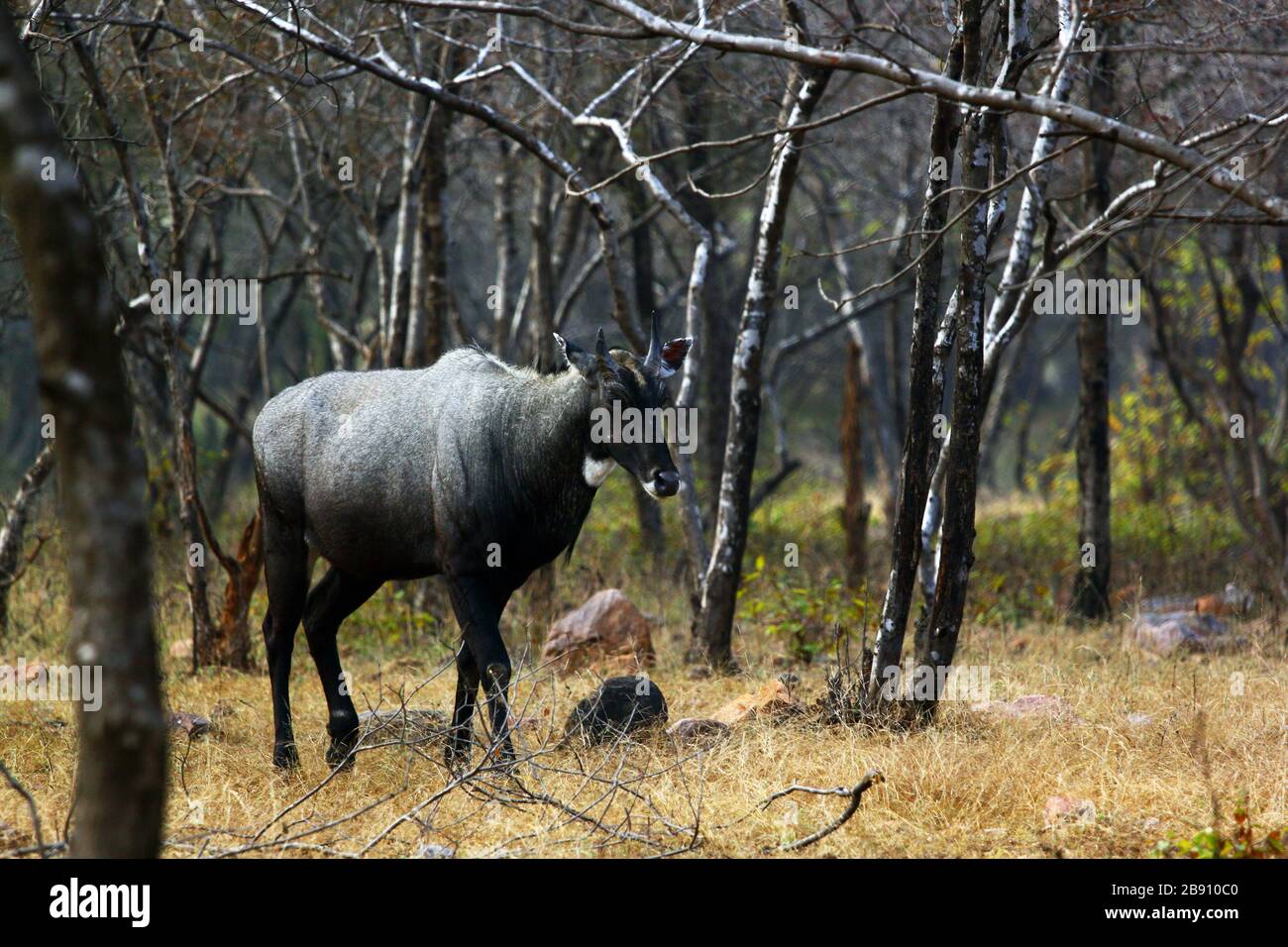 Solitary nilgai hi-res stock photography and images - Alamy