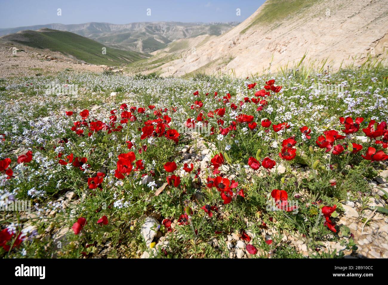 After a rare rainy season in the Negev Desert, Israel, an abundance of ...