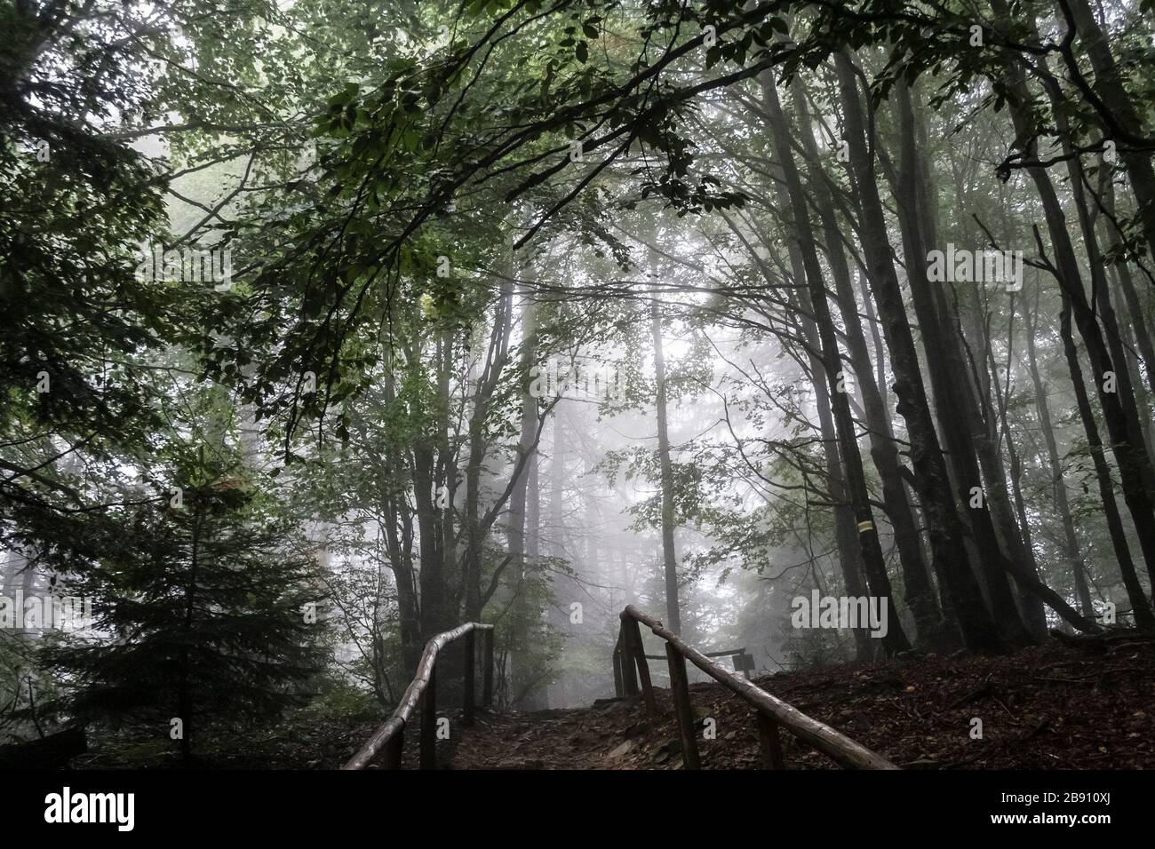 Road to Smerek from Wetlina in the Bieszczady Mountains in Poland Stock ...