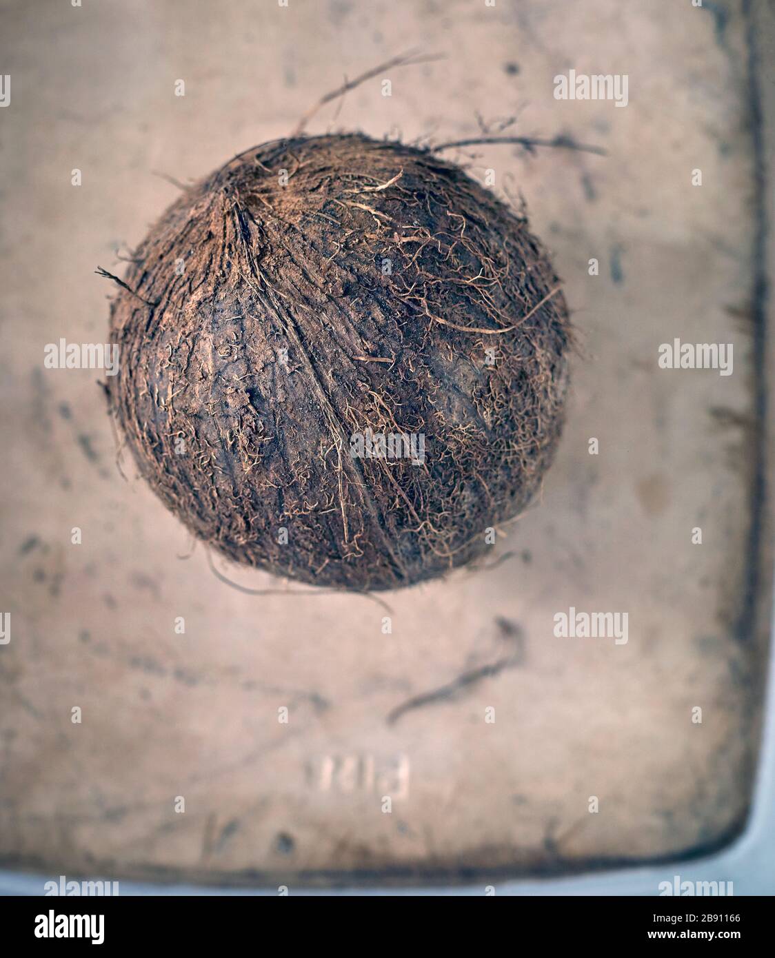 Coconut harvest hi-res stock photography and images - Alamy