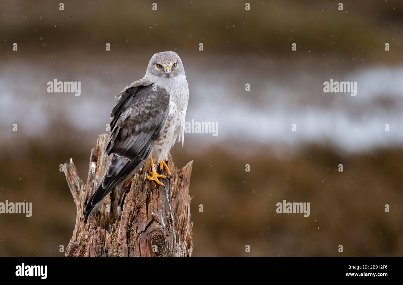 A northern harrier in Canada Stock Photo - Alamy