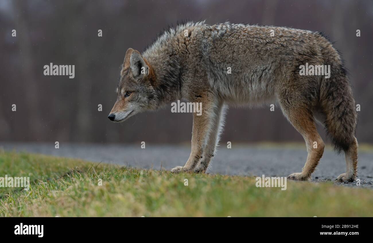 A coyote in Canada Stock Photo - Alamy