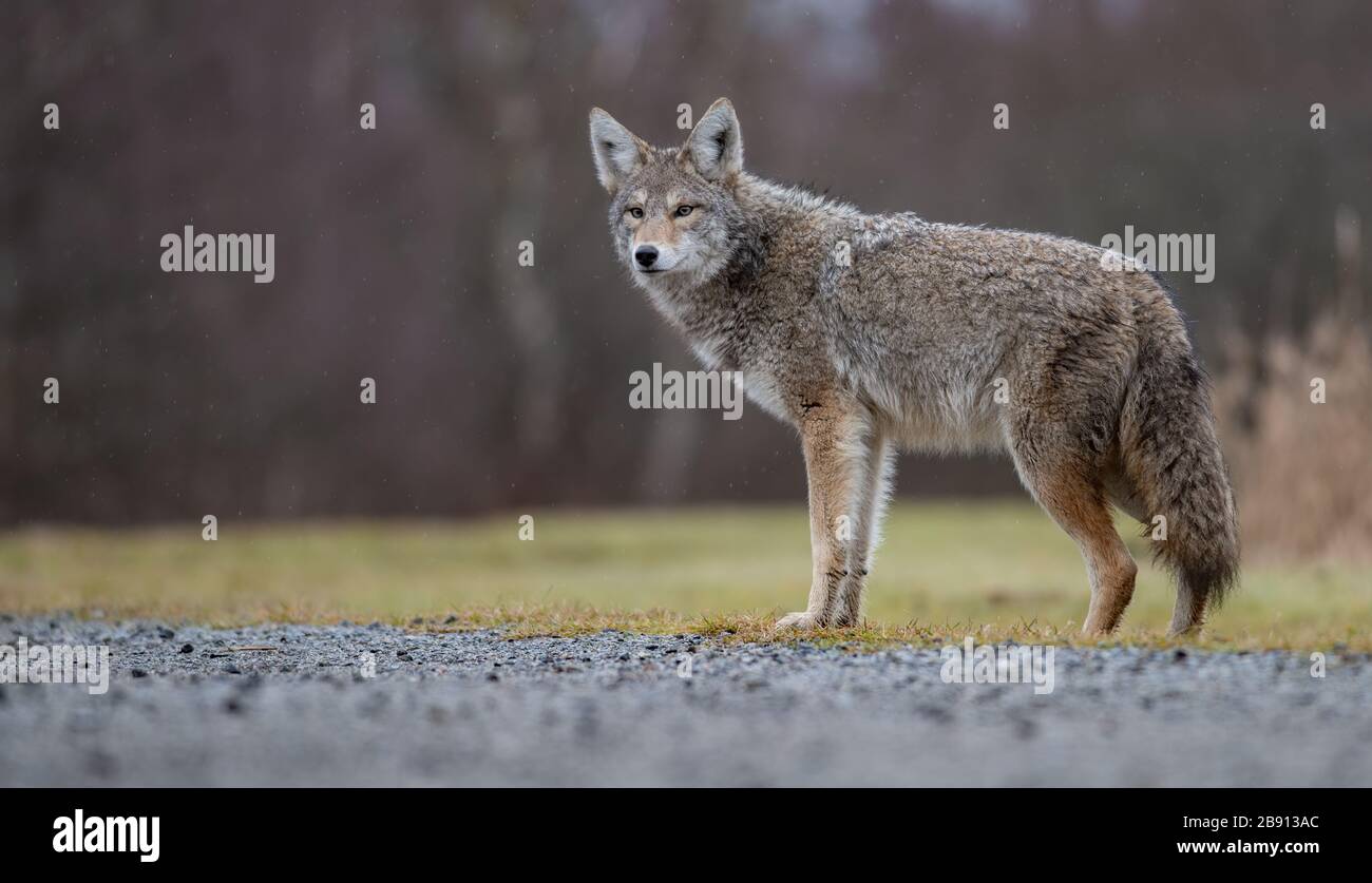 A coyote in Canada Stock Photo - Alamy
