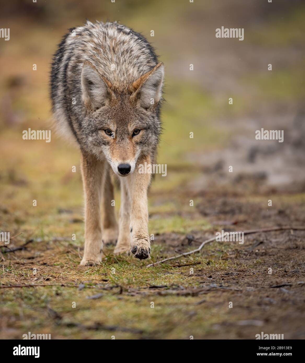 A coyote in Canada Stock Photo - Alamy