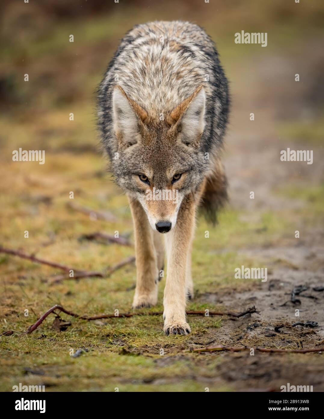 A coyote in Canada Stock Photo - Alamy