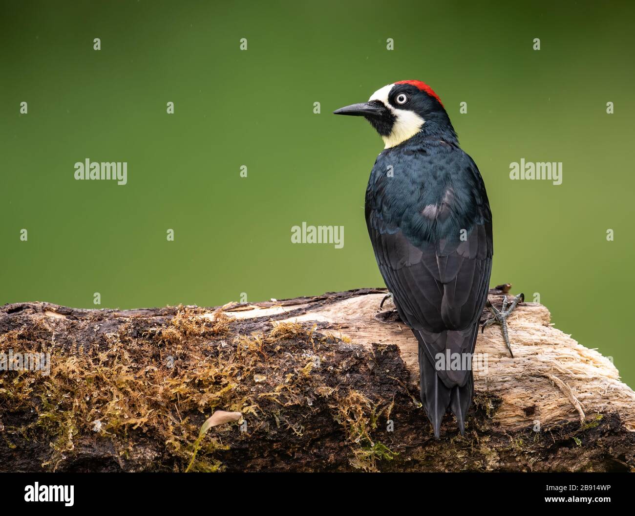 Pileated Woodpecker Flying High Resolution Stock Photography and Images ...