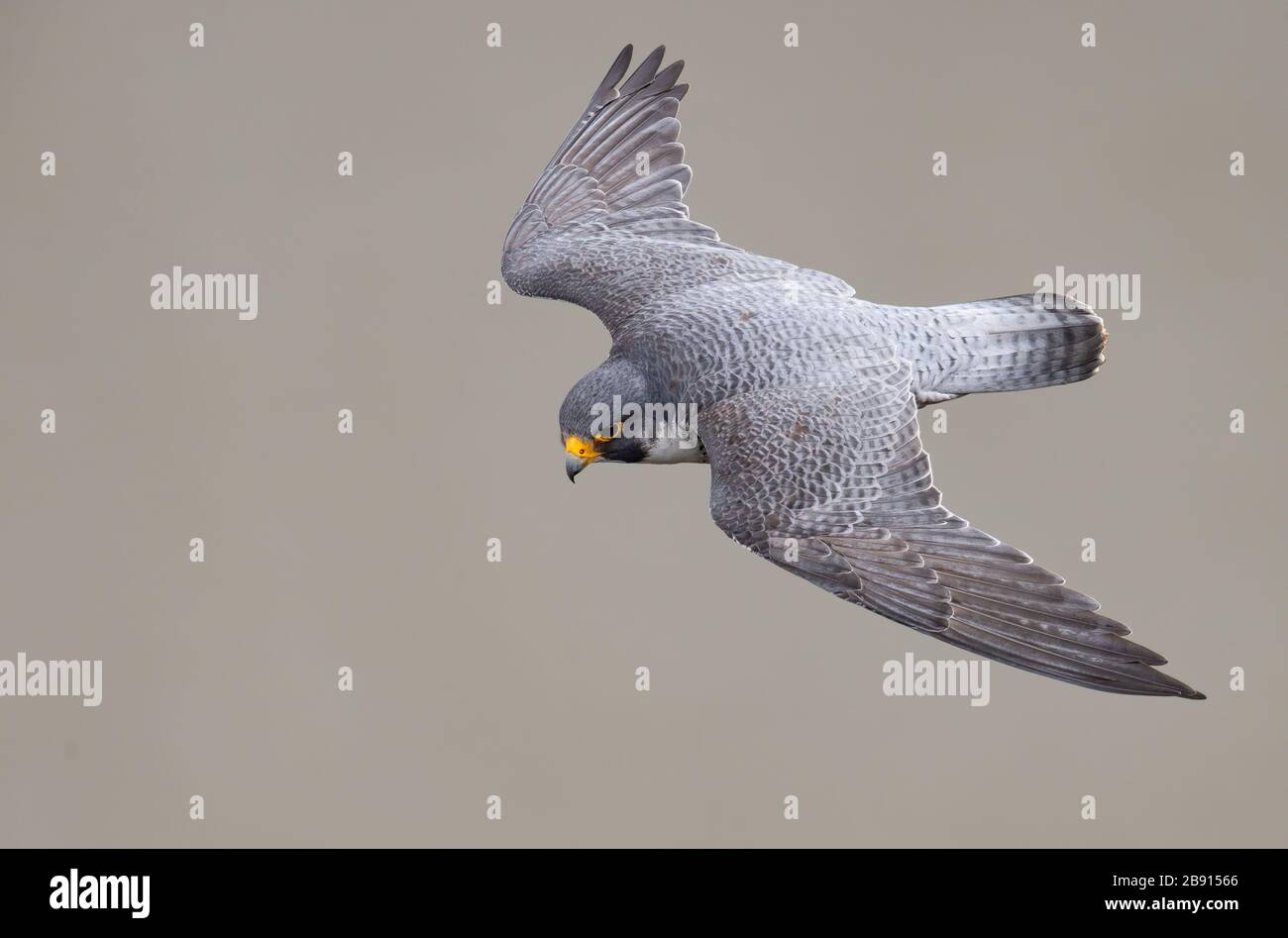 Falcon Eye High Resolution Stock Photography and Images - Alamy