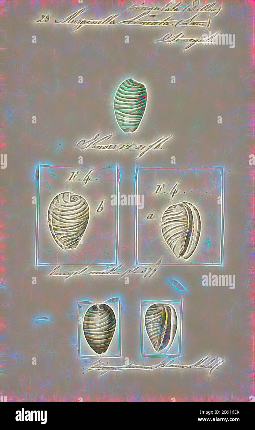 Marginella cingulata, Print, Marginella is a genus of small tropical ...