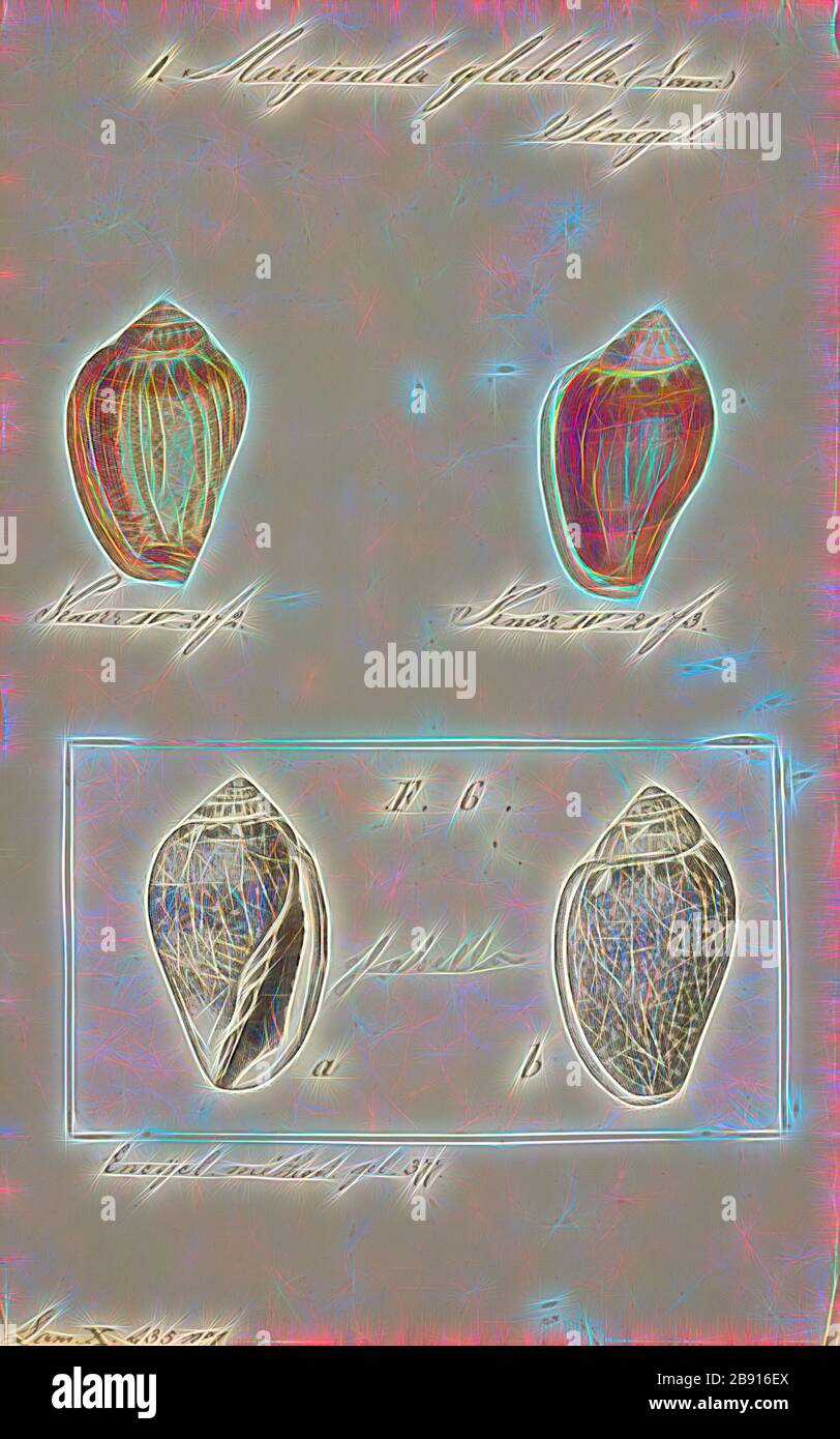 Margin shells hi-res stock photography and images - Alamy