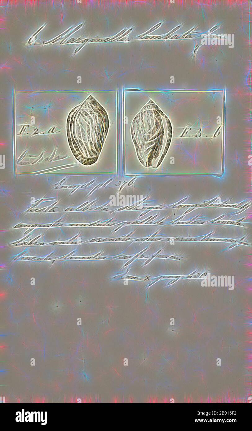 Marginella limbata, Print, Marginella limbata is a species of sea snail ...