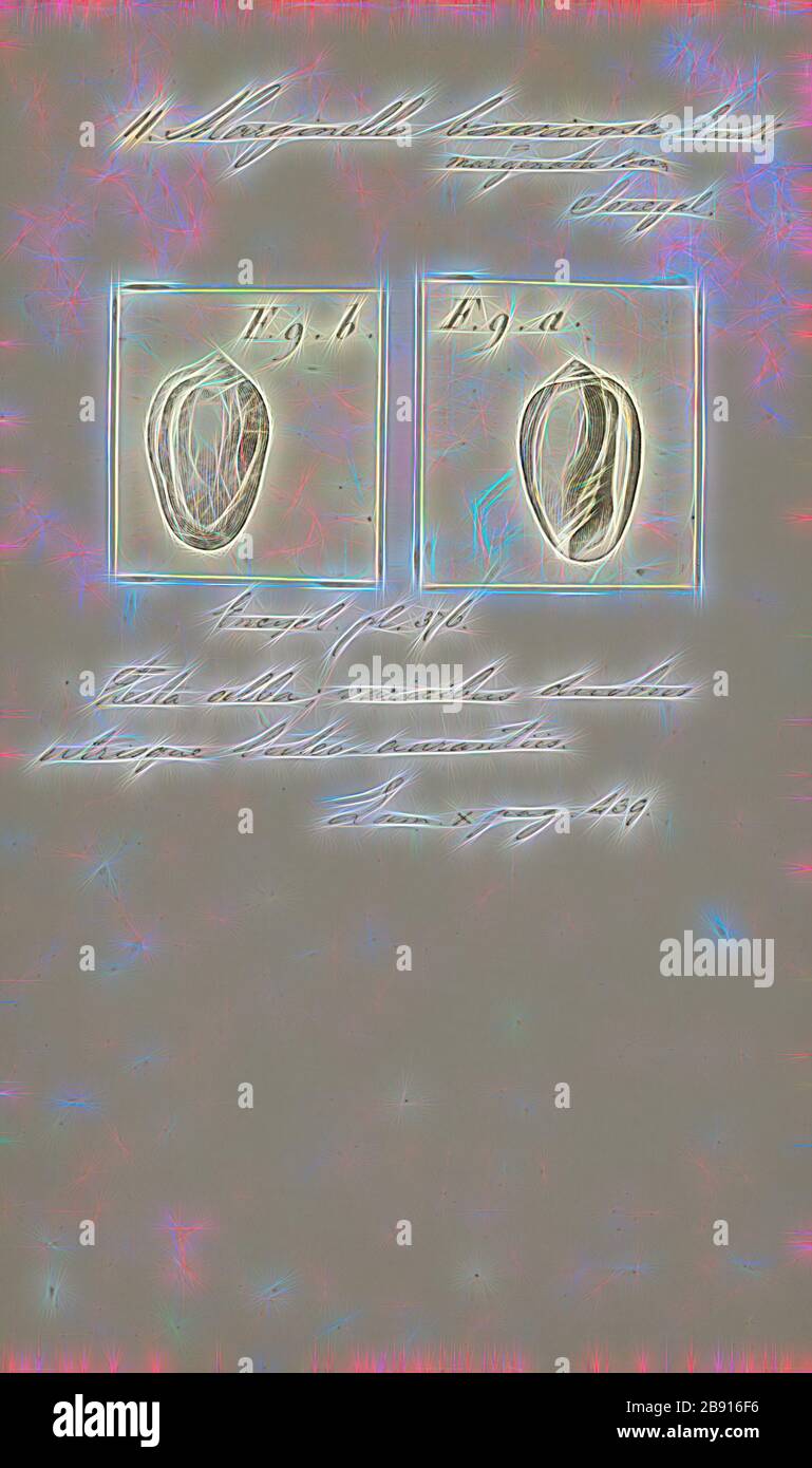 Marine genus marginella hi-res stock photography and images - Alamy