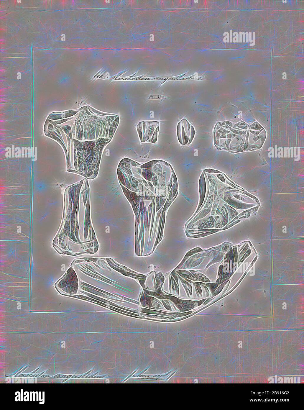 Extinct proboscideans hi-res stock photography and images - Alamy