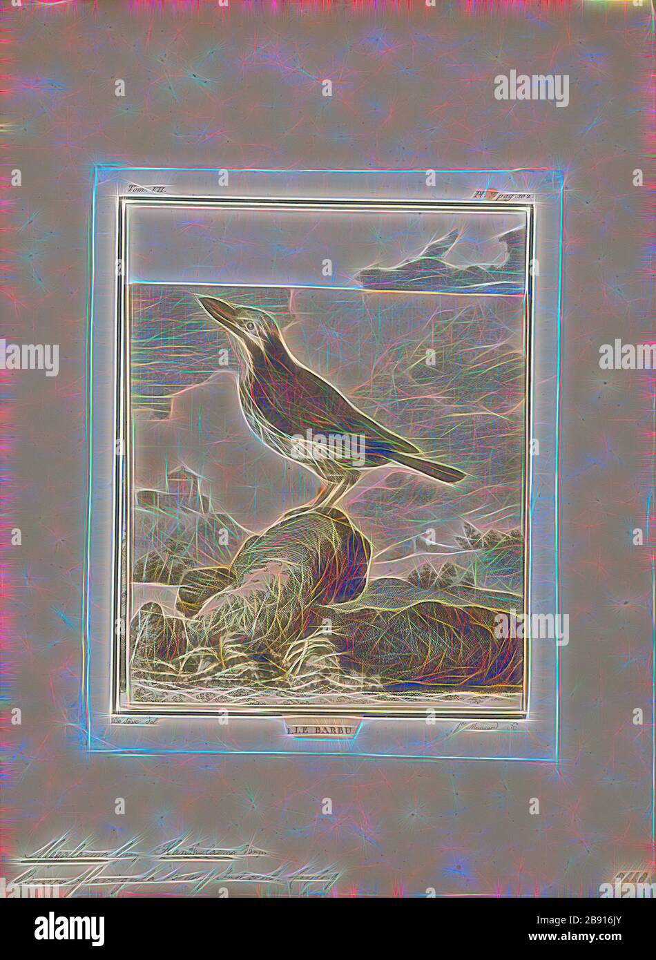 Megalaima haemacephala, Print, The coppersmith barbet (Psilopogon ...