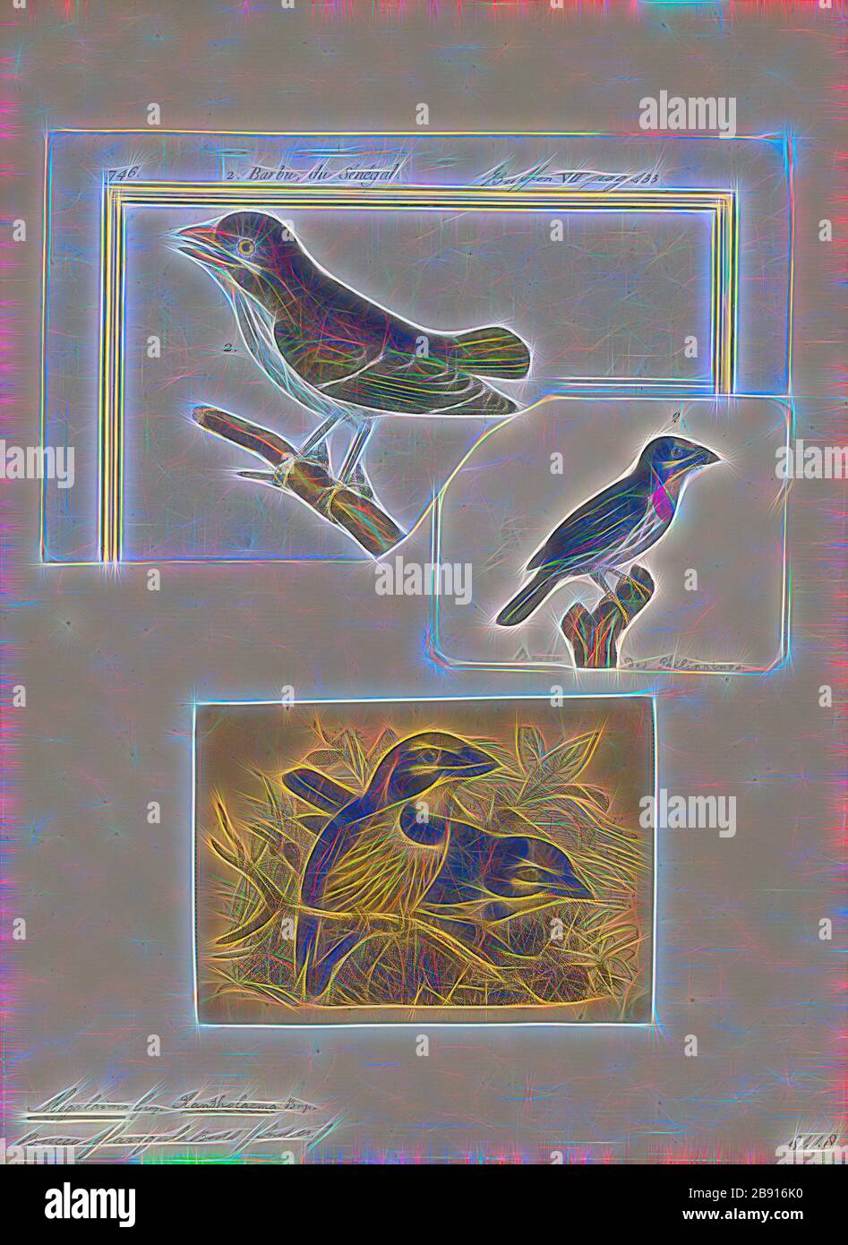 Megalaima haemacephala, Print, The coppersmith barbet (Psilopogon ...