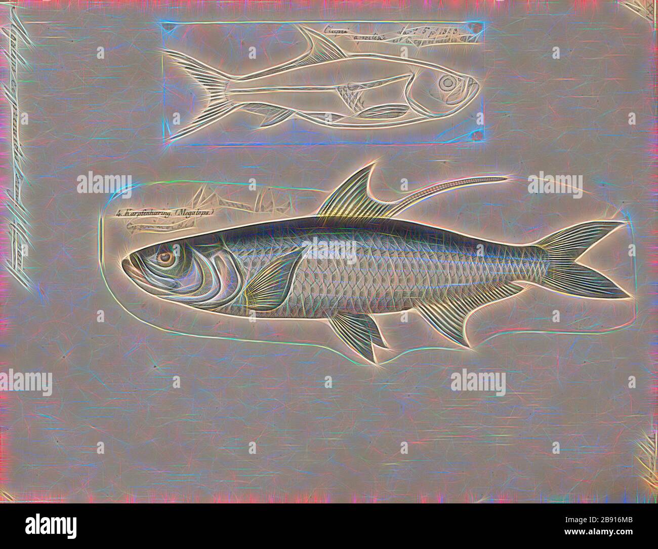Indo Pacific Tarpon High Resolution Stock Photography and Images - Alamy
