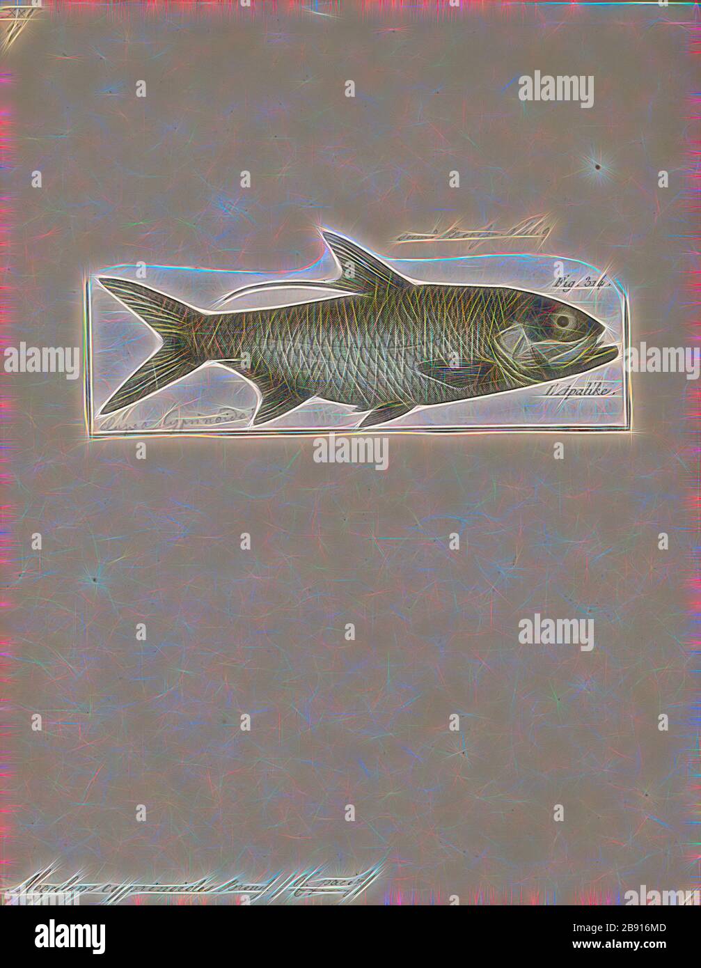 Indo Pacific Tarpon High Resolution Stock Photography and Images - Alamy