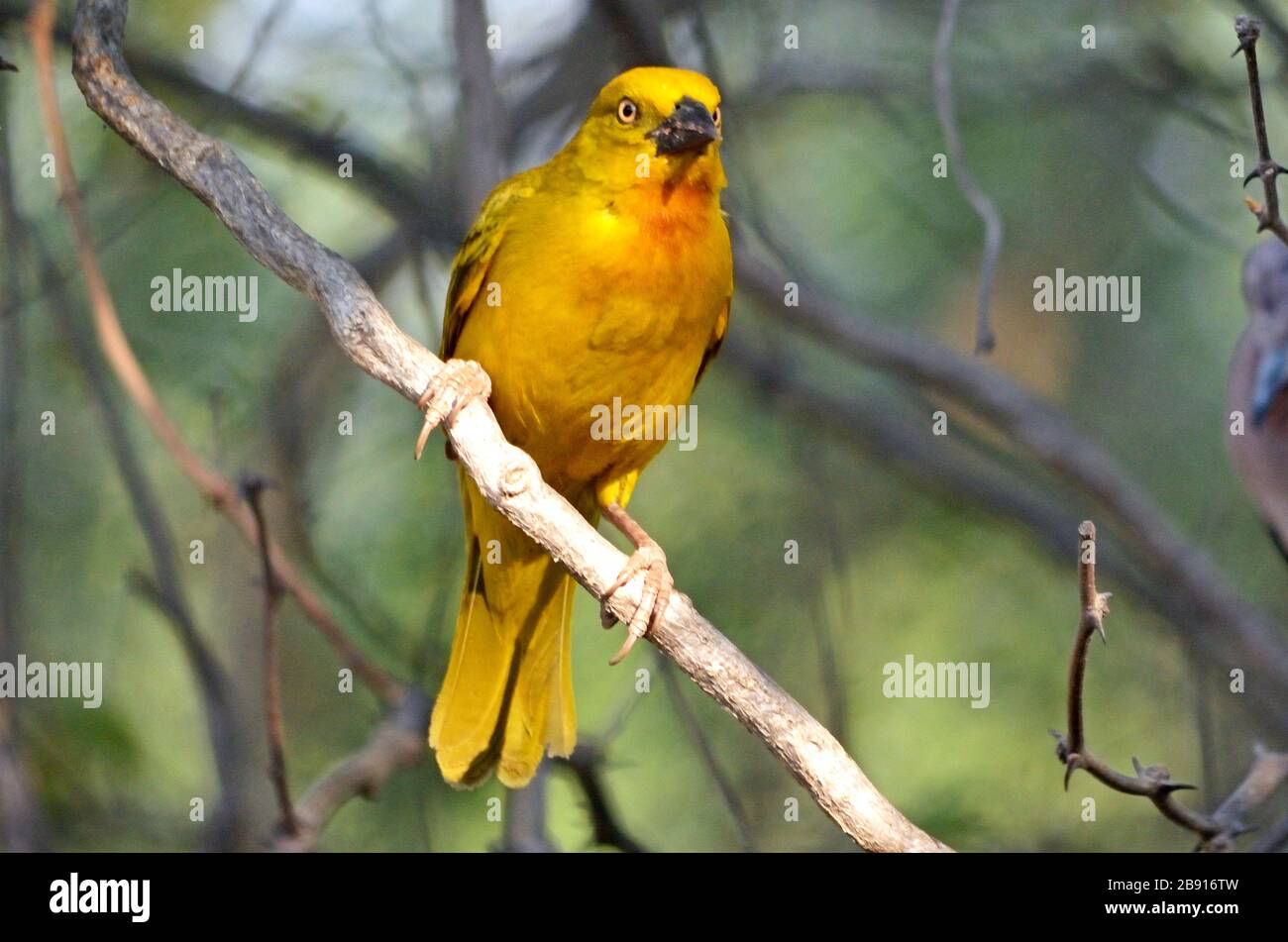 African golden weaver hi-res stock photography and images - Alamy