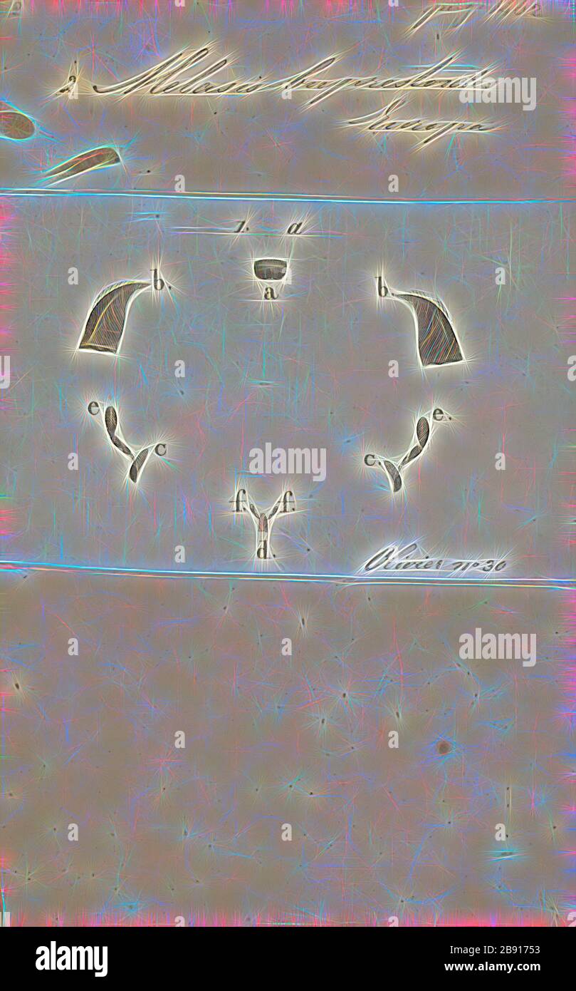 Melasis species hi-res stock photography and images - Alamy