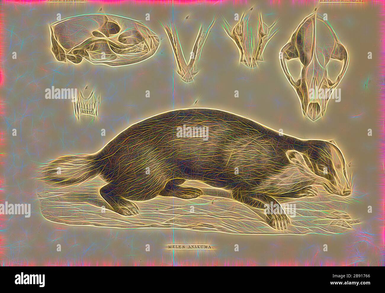 Meles anakuma hi-res stock photography and images - Alamy