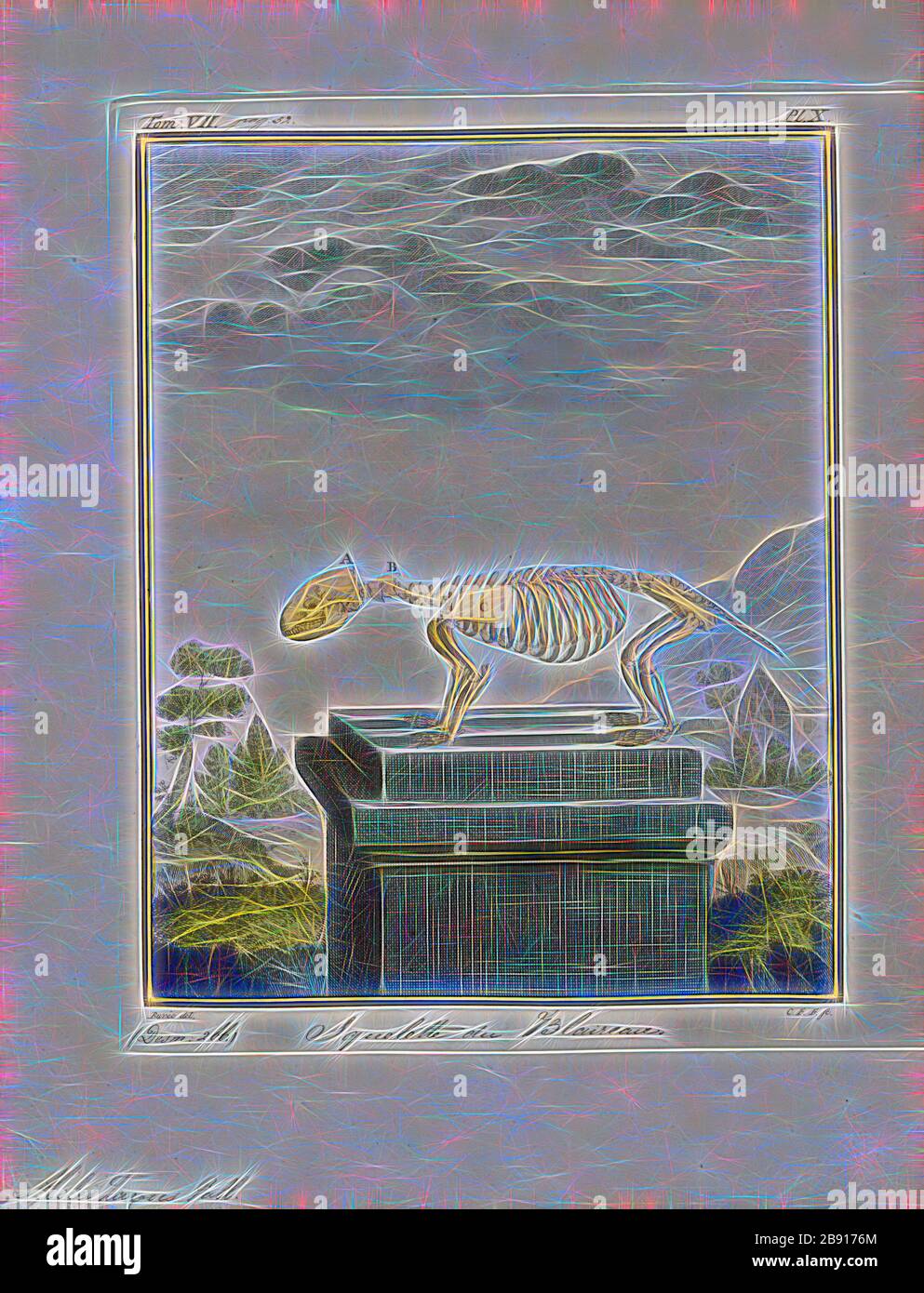 Meles taxus, Print, skeleton, Reimagined by Gibon, design of warm ...