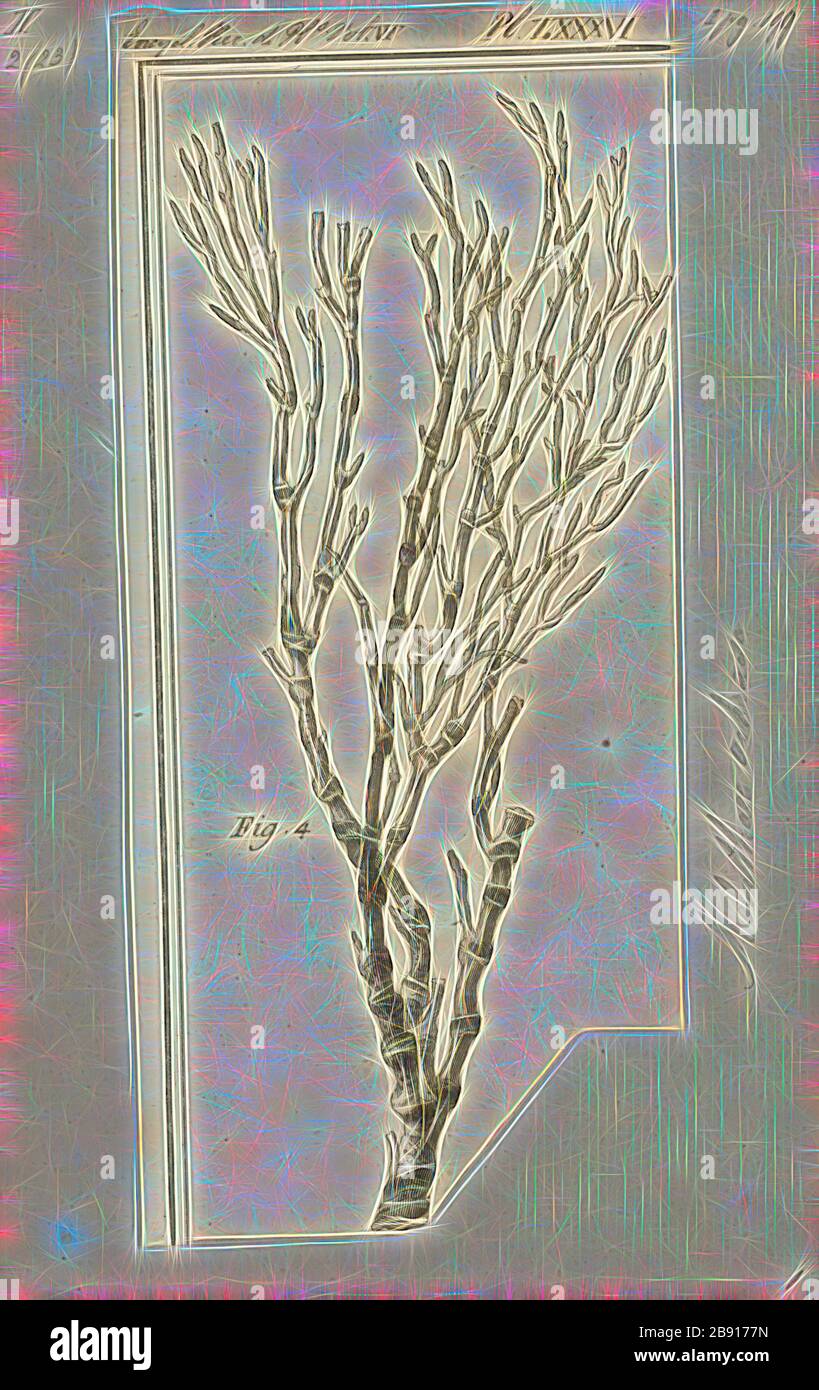 Red coral fans in coral hi-res stock photography and images - Alamy