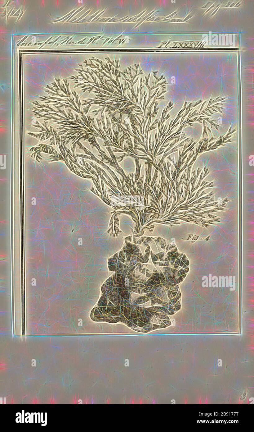 Melithaea retifera, Print, Melithaea is a genus of octocorals in the ...