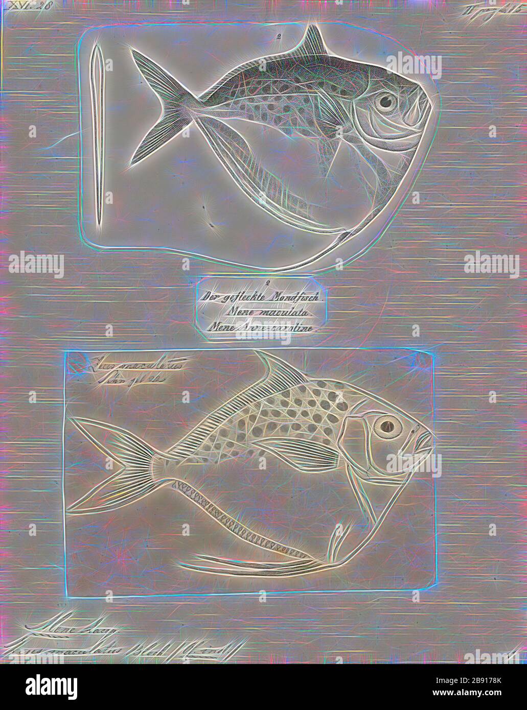 Pelvic fin hi-res stock photography and images - Alamy