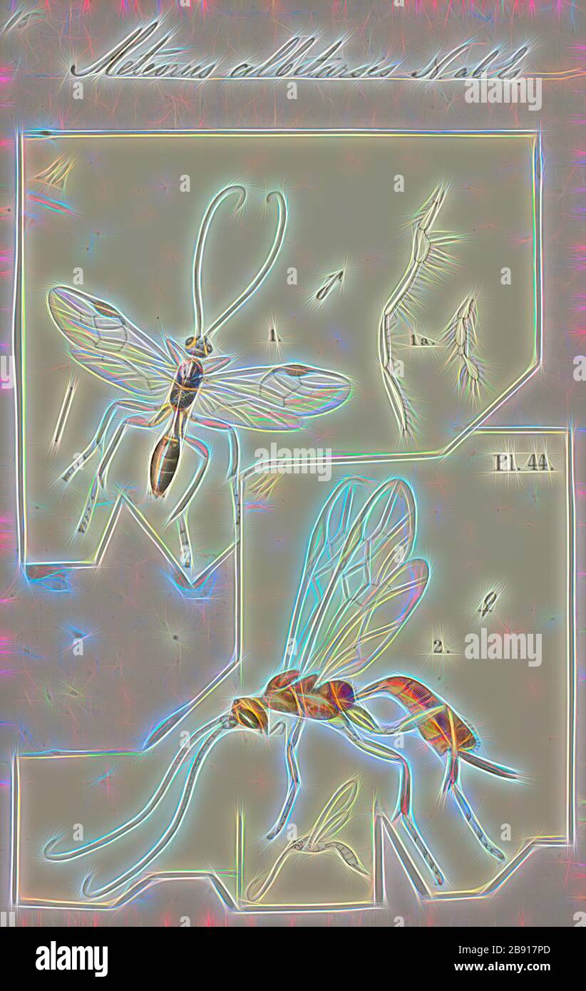 Meteorus, Print, Meteorus is a genus of parasitoid wasps in the family ...