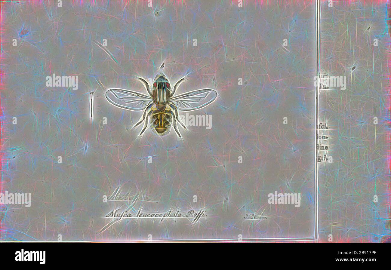 Metopia, Print, Metopia is a genus of satellite flies in the family ...