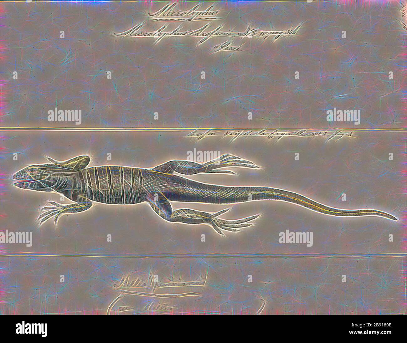 Microlophus lessonii, Print, Microlophus is a genus of tropidurid ...