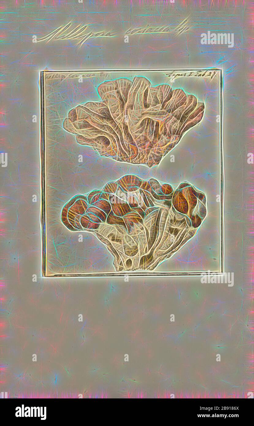 Millepora coriacea hi-res stock photography and images - Alamy